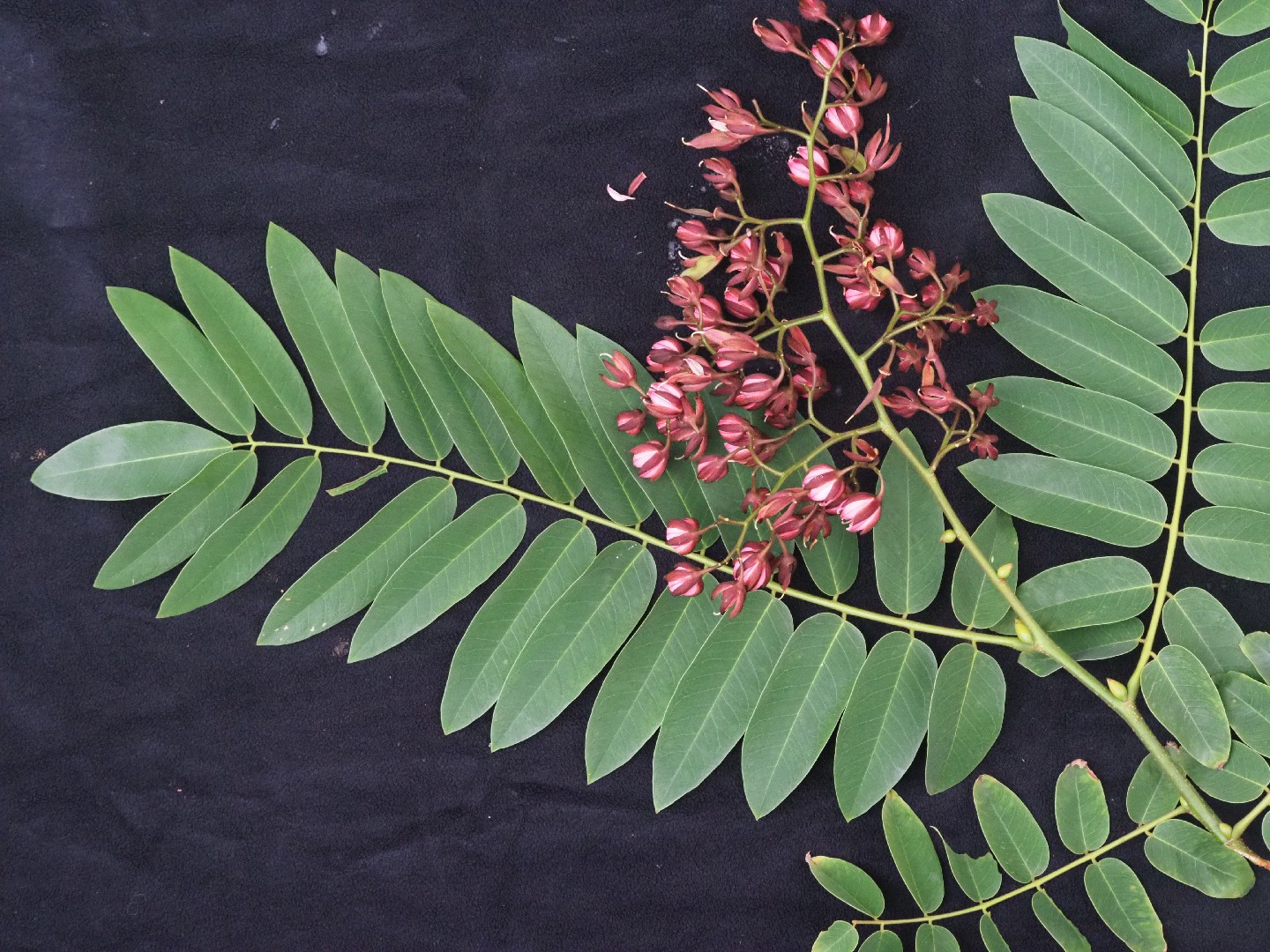 サネブトナツメ (Zenia insignis) 花言葉，毒性，よくある質問 - PictureThis