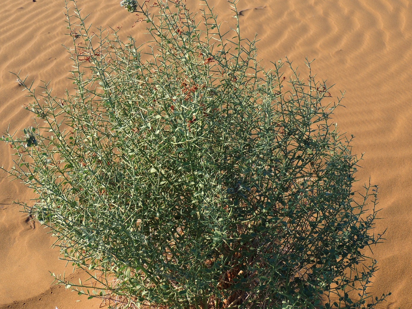 Alhagi sparsifolia - PictureThis