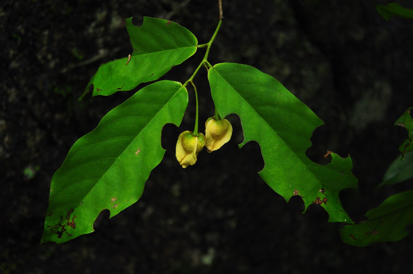 Dasymaschalon rostratum 照顧，種植，繁殖，開花時間 - PictureThis