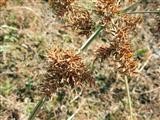 Сыть высокая (Cyperus exaltatus) - PictureThis