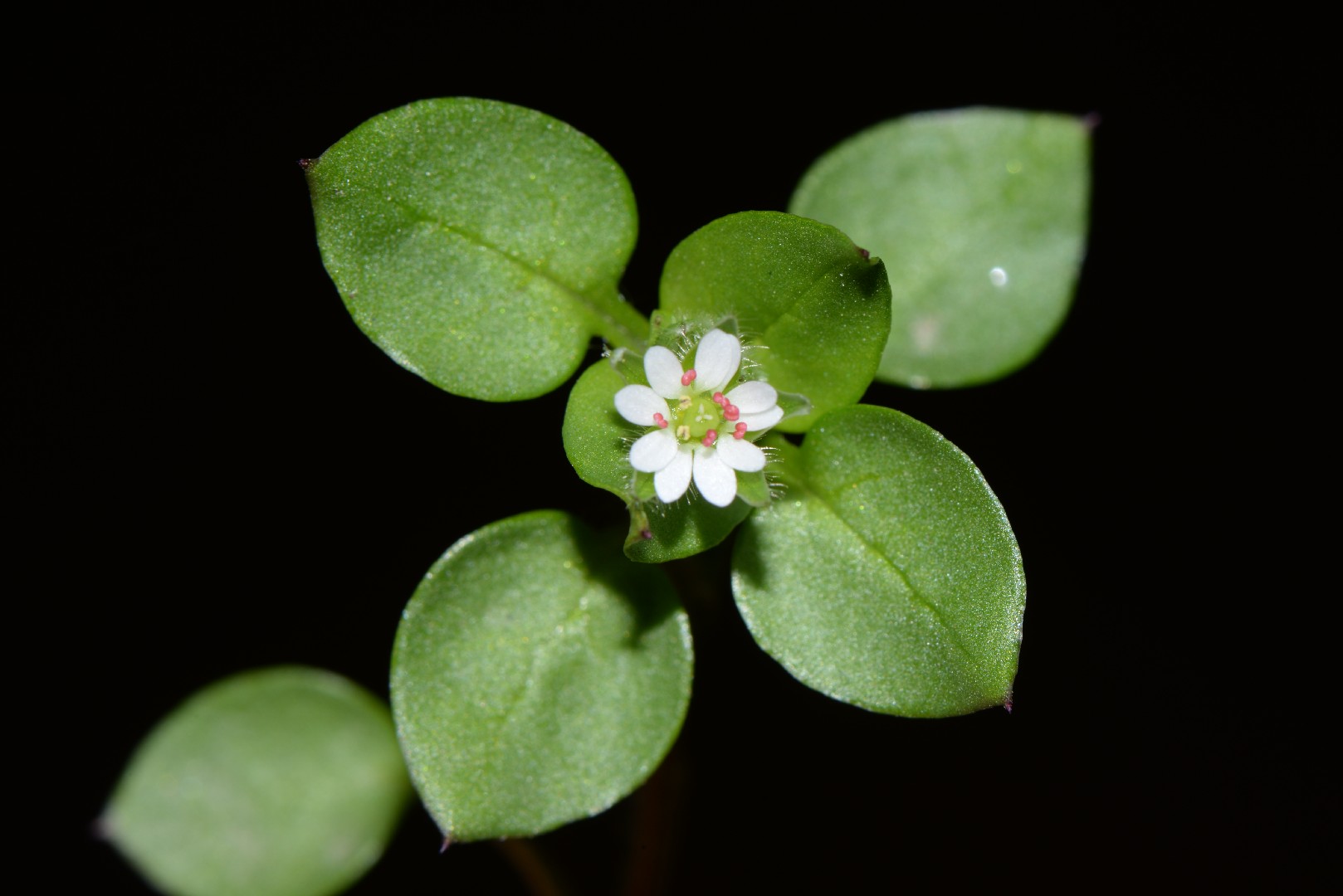 Stellaria neglecta - PictureThis