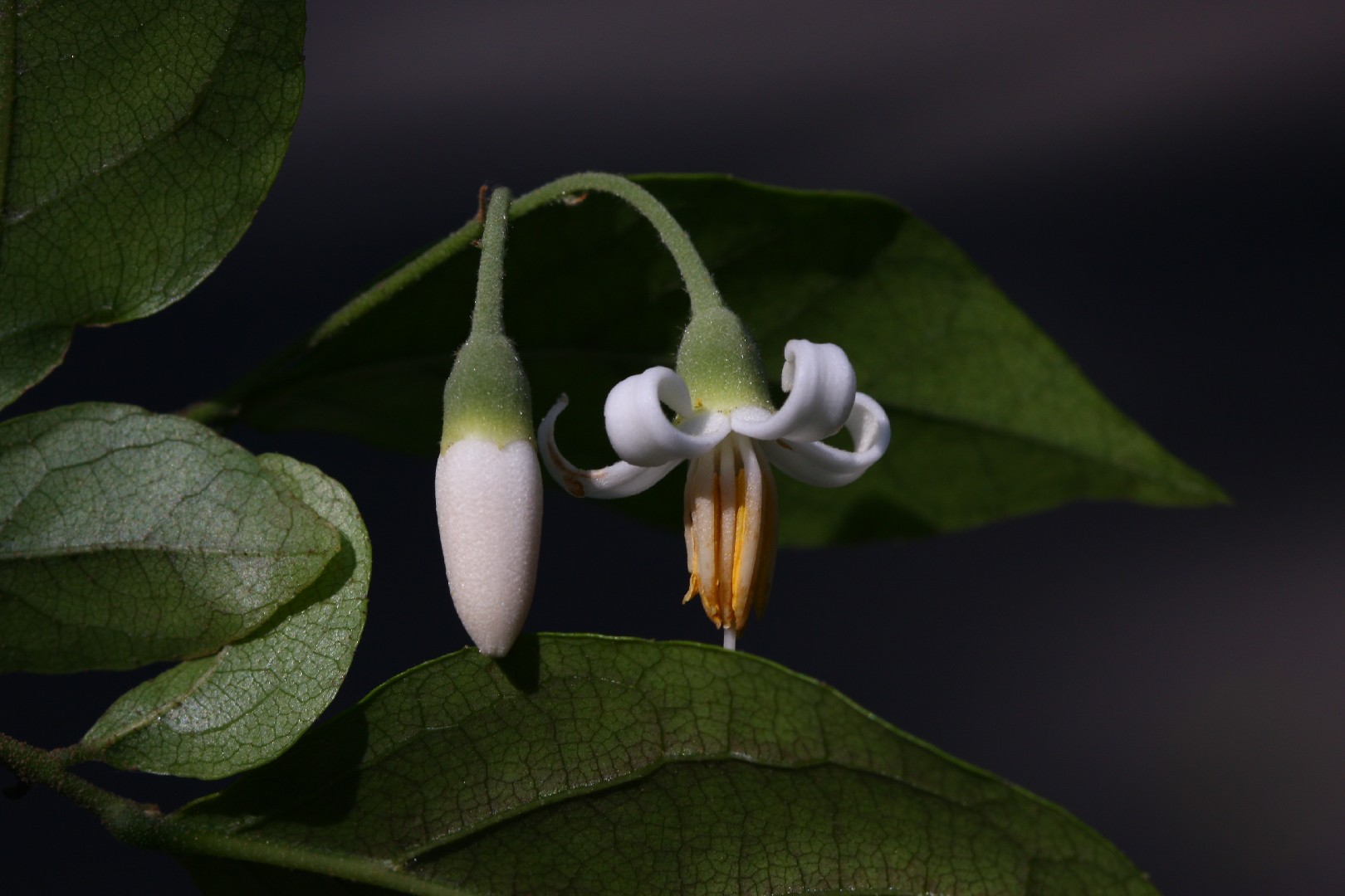 Styrax tonkinensis - PictureThis