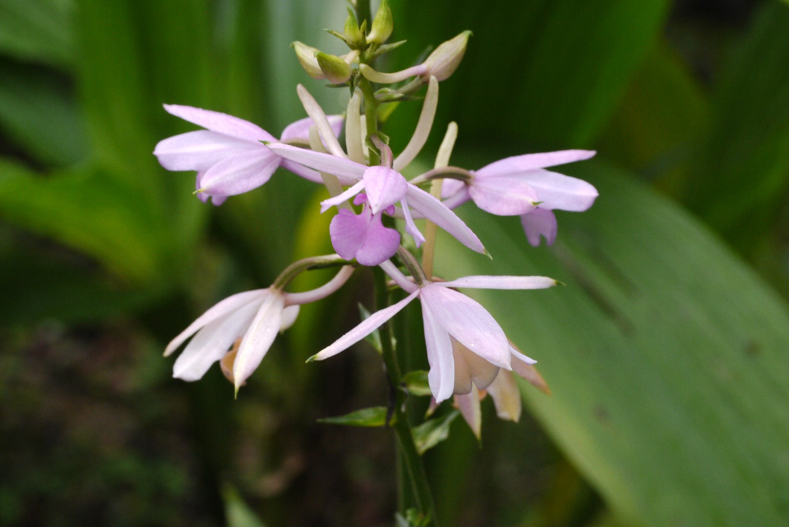 Calanthe sylvatica - PictureThis
