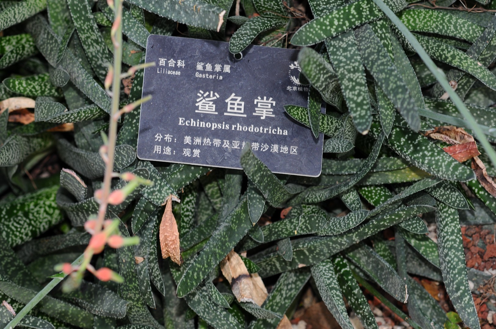 Gasteria carinata var. verrucosa - PictureThis