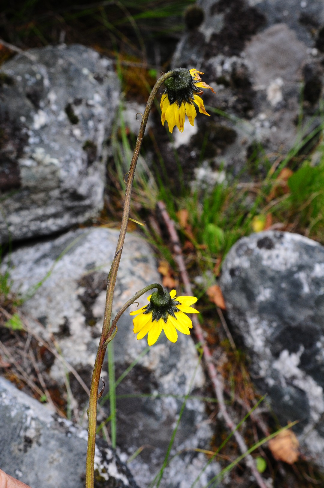 Cremanthodium arnicoides - PictureThis