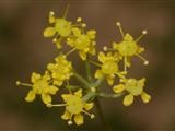 Férule (Ferula) - PictureThis