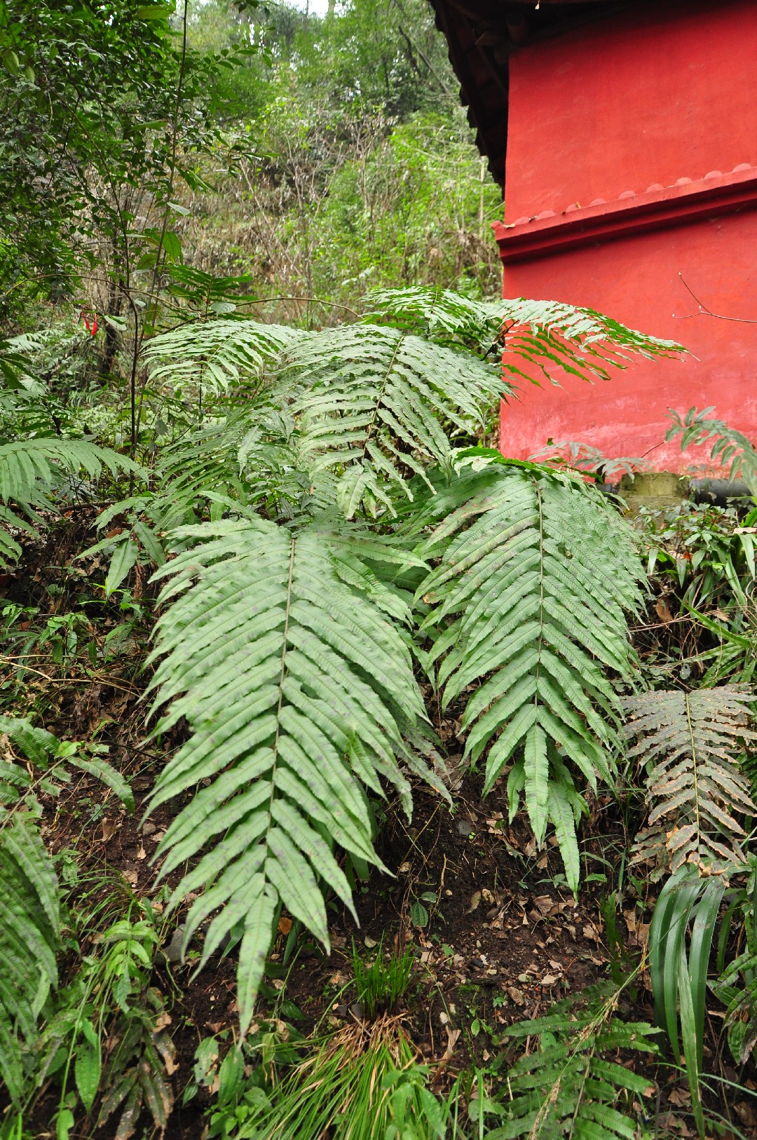 Pronephrium penangianum - PictureThis