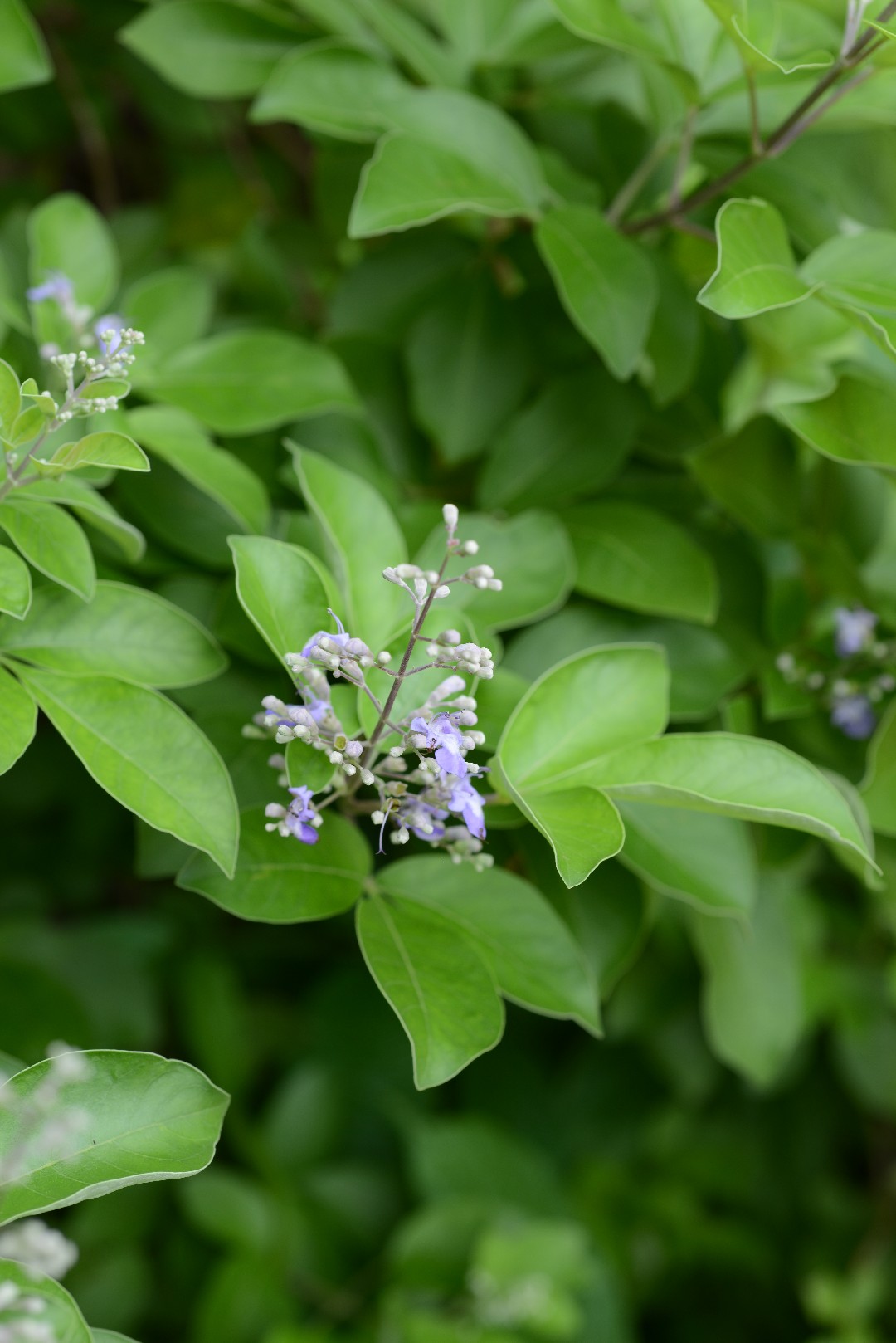 Vitex trifolia - PictureThis
