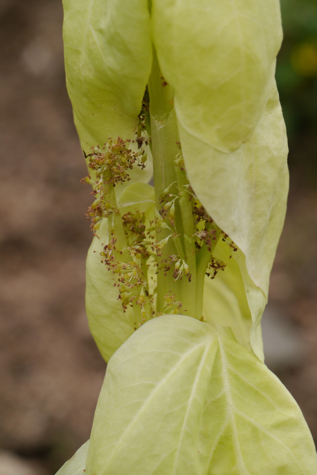 Rheum alexandrae - PictureThis