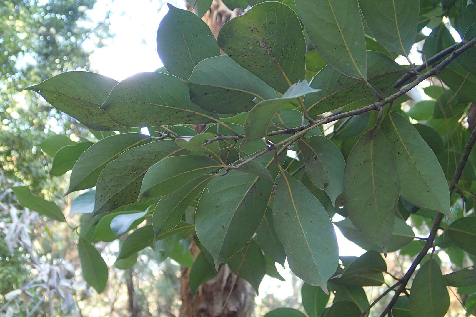 Machilus yunnanensis - PictureThis