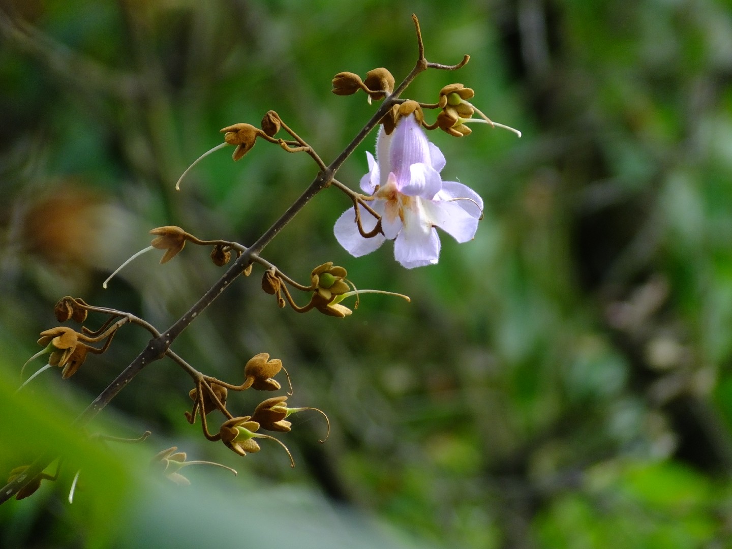 Paulownia elongata - PictureThis