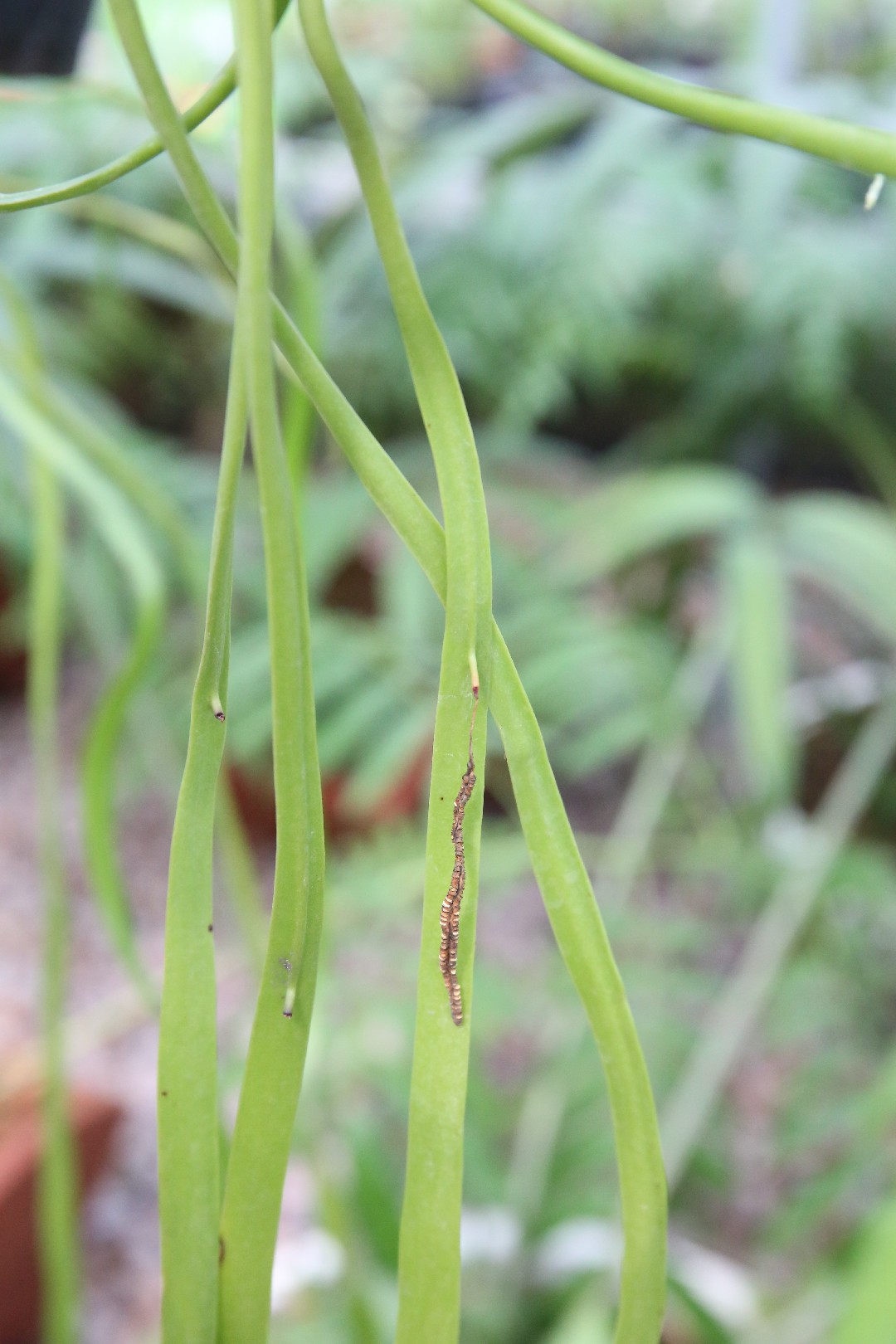 Ophioderma pendulum - PictureThis