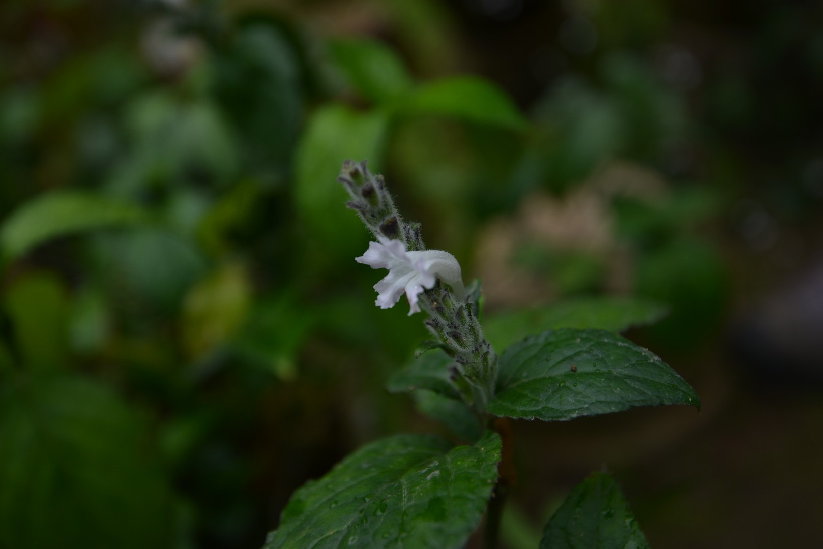 Strobilanthes Care (Watering, Fertilize, Pruning, Propagation ...
