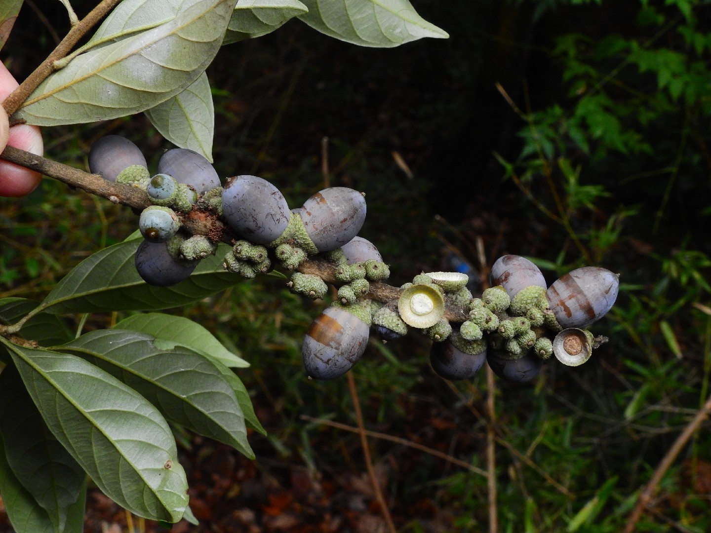 Lithocarpus glaber - PictureThis