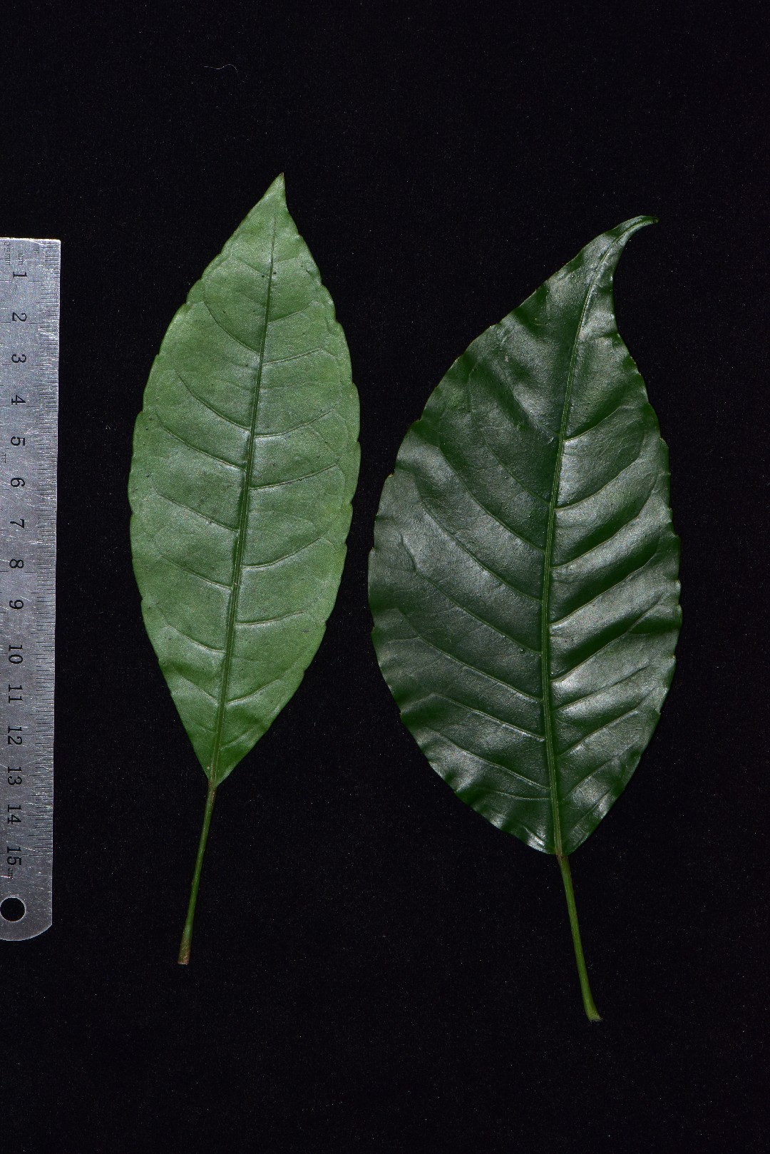 Trigonostemon thyrsoideus Flower, Leaf, Care, Uses - PictureThis