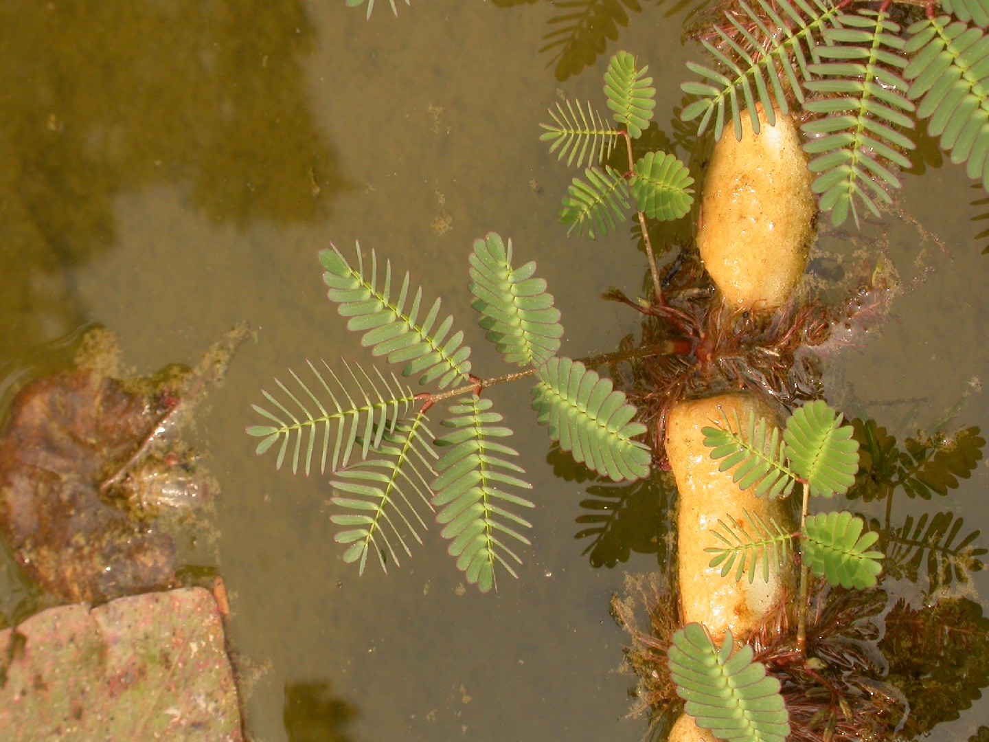 Neptunia oleracea - PictureThis