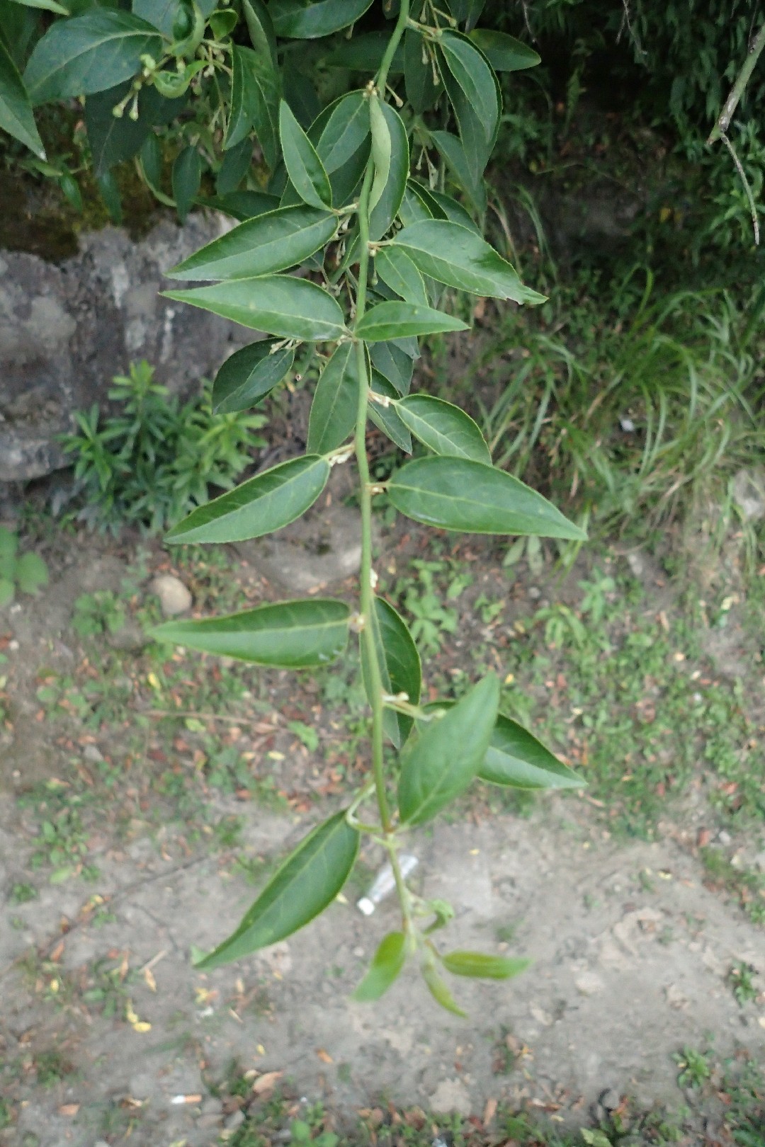 How to Plant and Grow Sarcococca hookeriana(Sarcococca hookeriana)