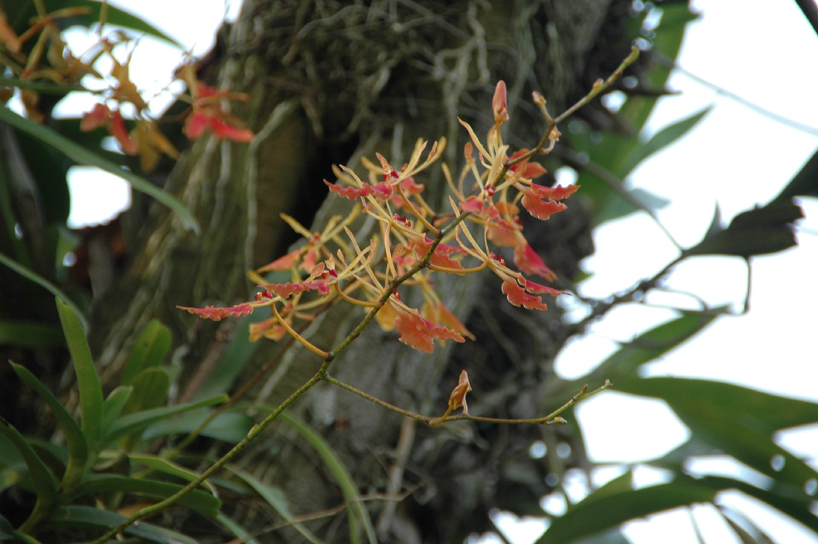 Ren (Renanthera) Flower, Leaf, Care, Uses - PictureThis