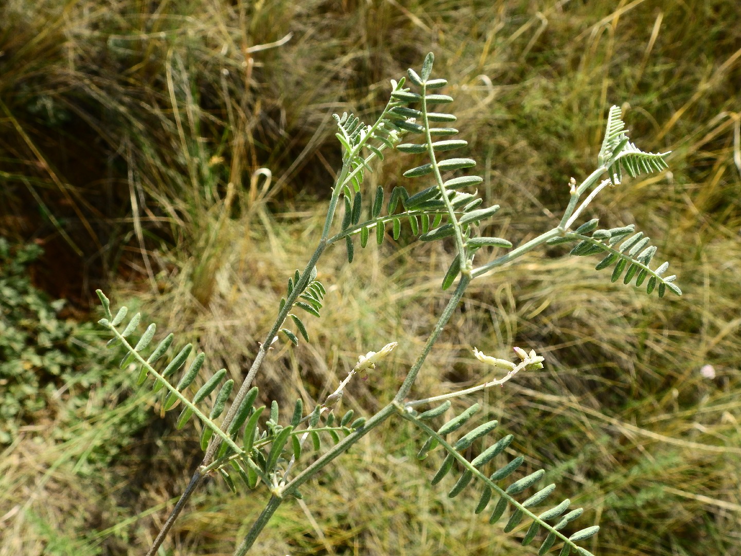 Phyllolobium chinense - PictureThis