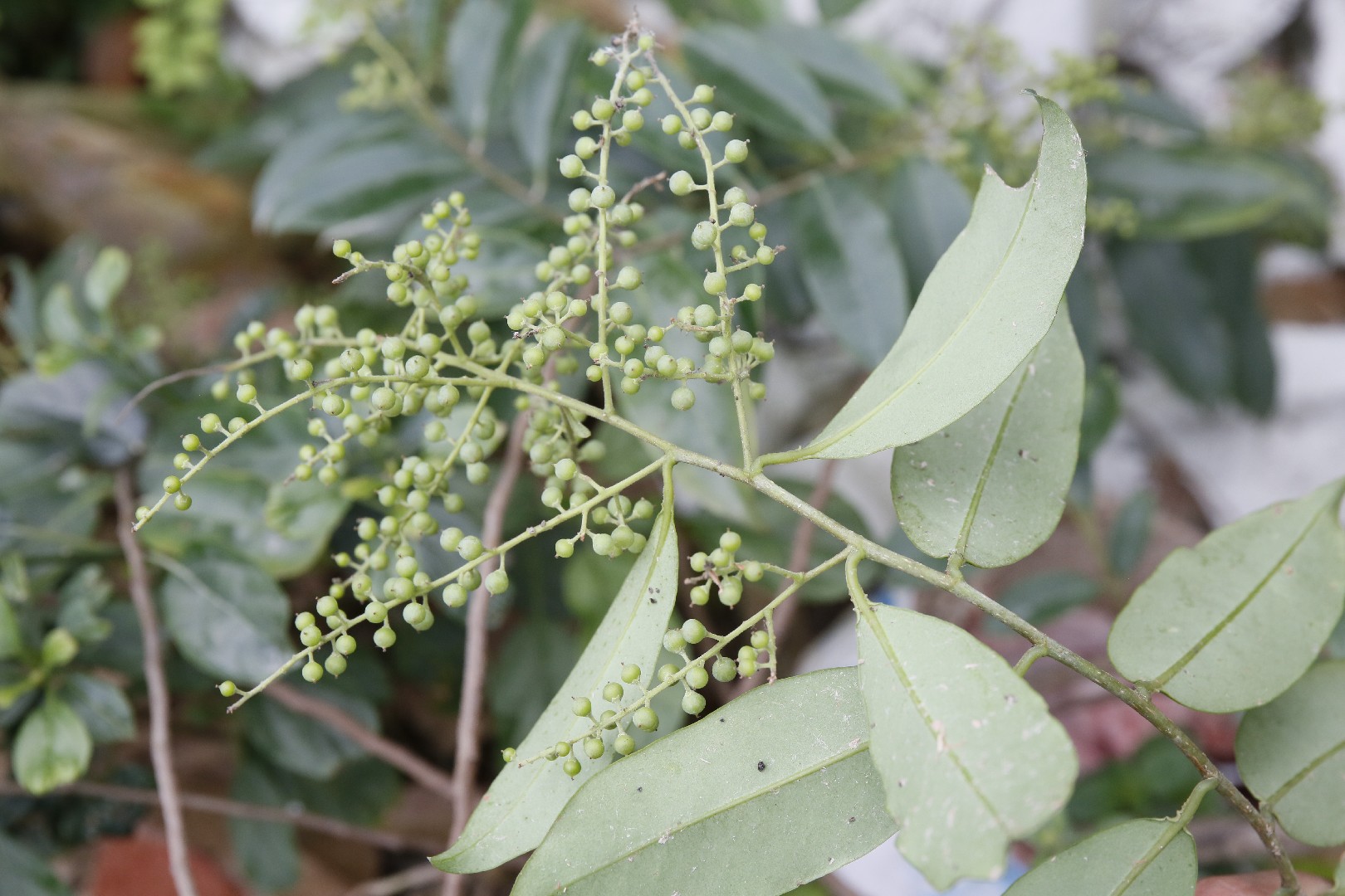 Embelia ribes - PictureThis