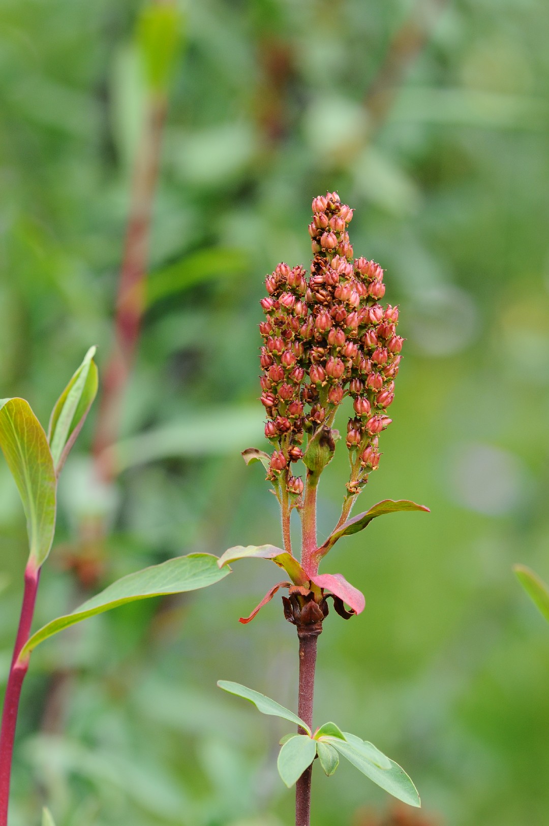 Siberian spirea (Sibiraea laevigata) Flower, Leaf, Care, Uses - PictureThis
