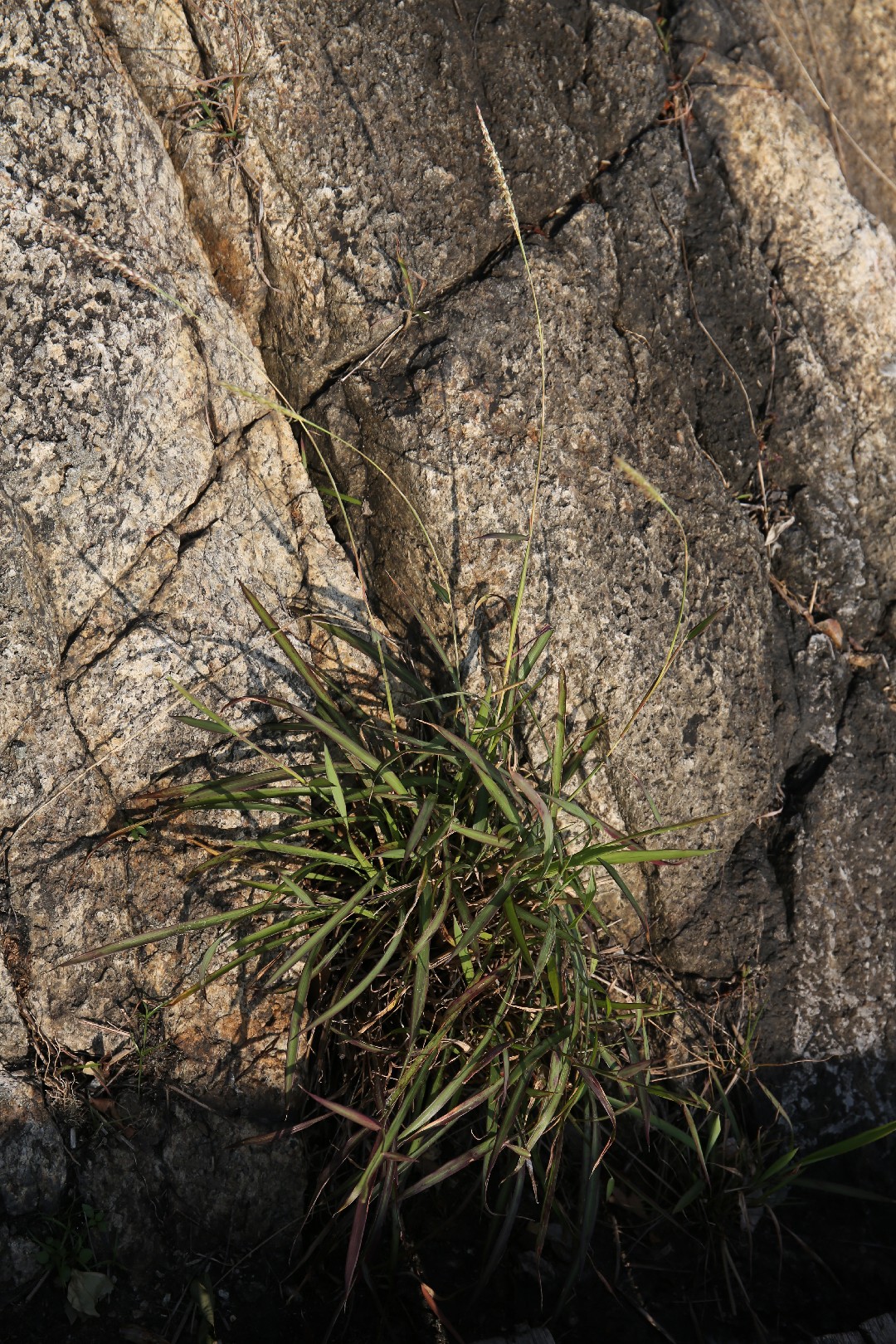 Batiki bluegrass (Ischaemum aristatum) Flower, Leaf, Care, Uses ...