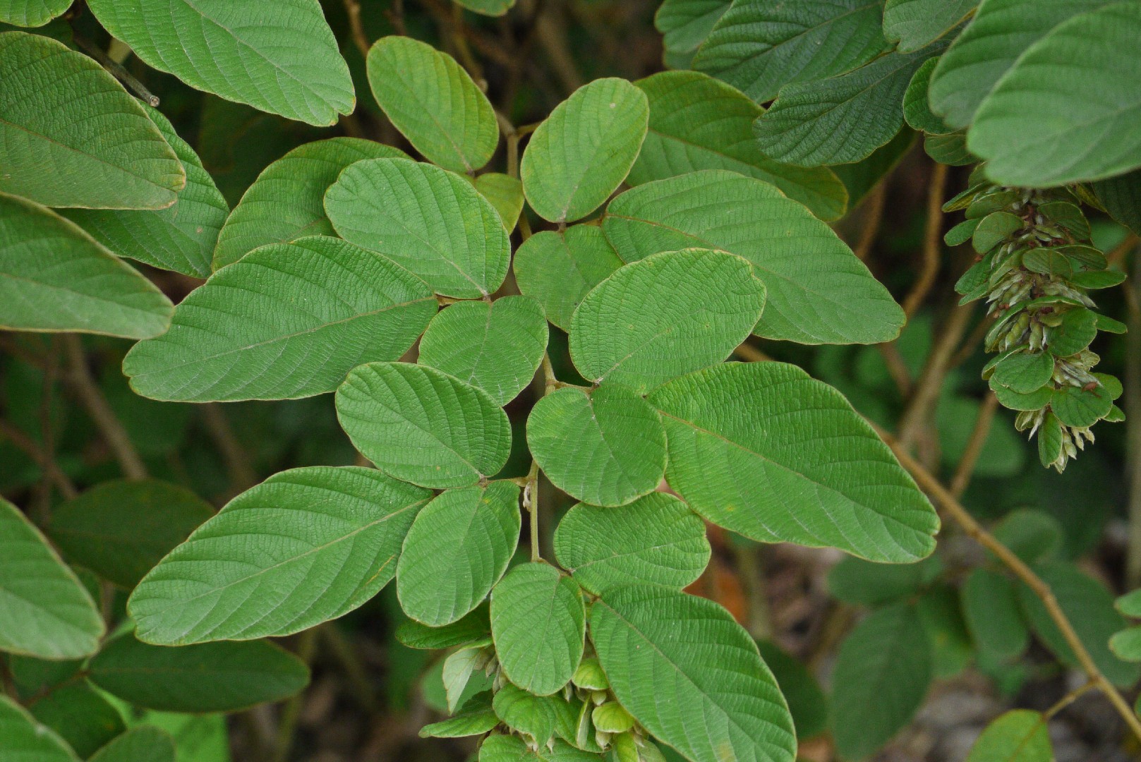 Phyllodium Elegans PictureThis Phyllodium Elegans PictureThis