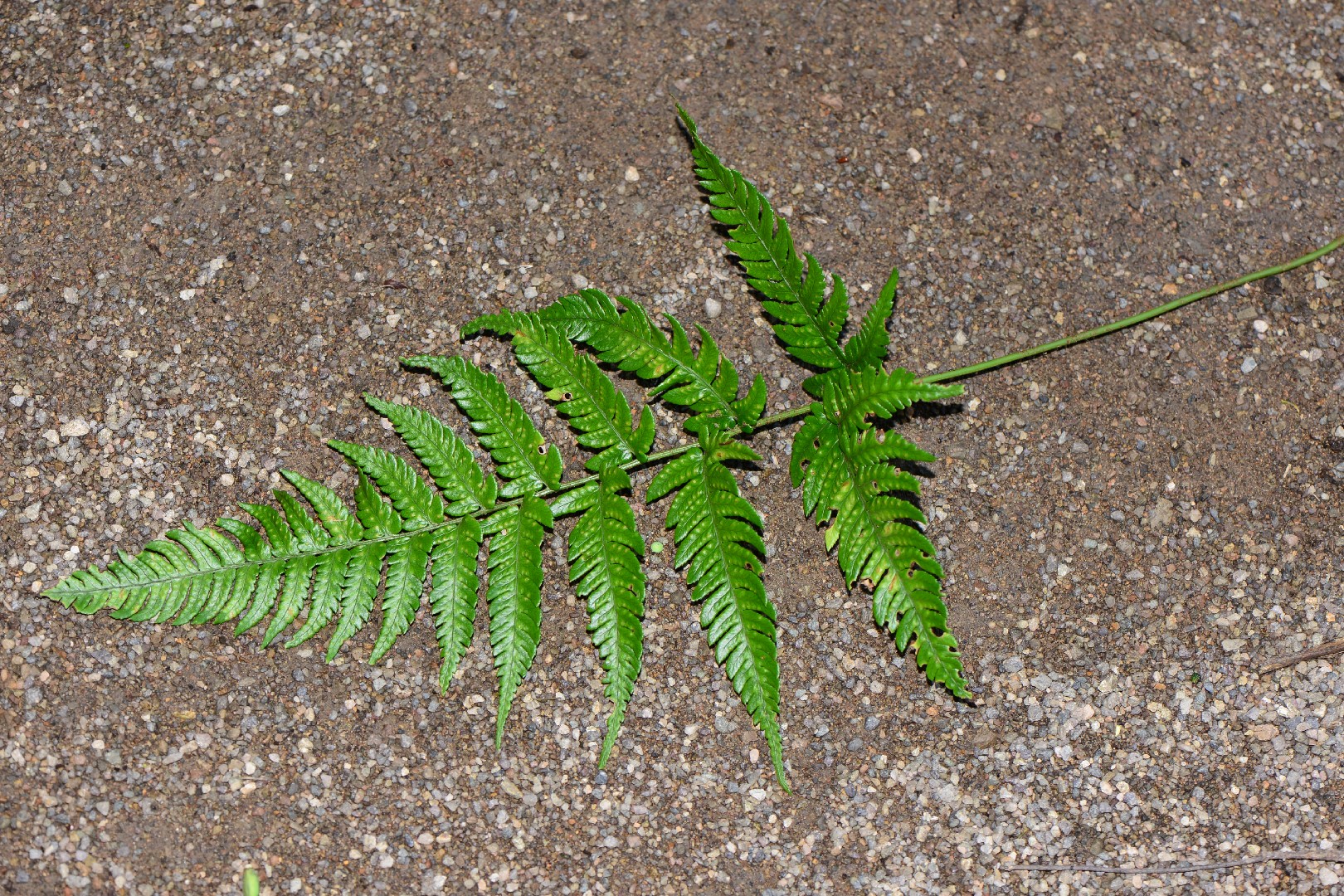 Dryopteris setosa - PictureThis