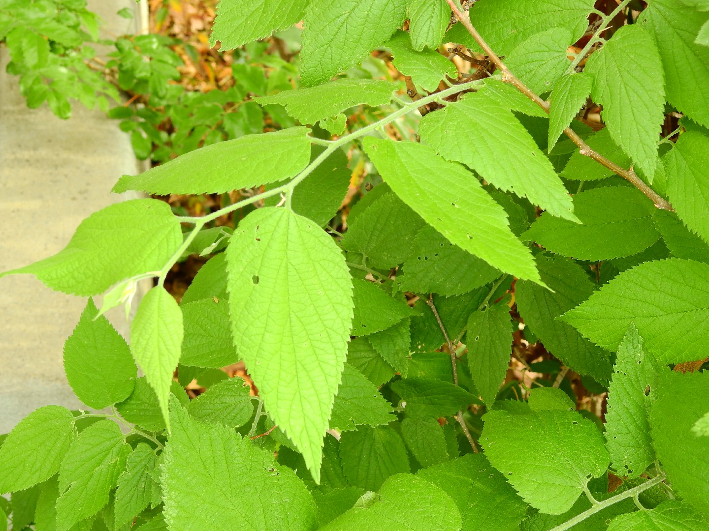 Trema orientalis - PictureThis