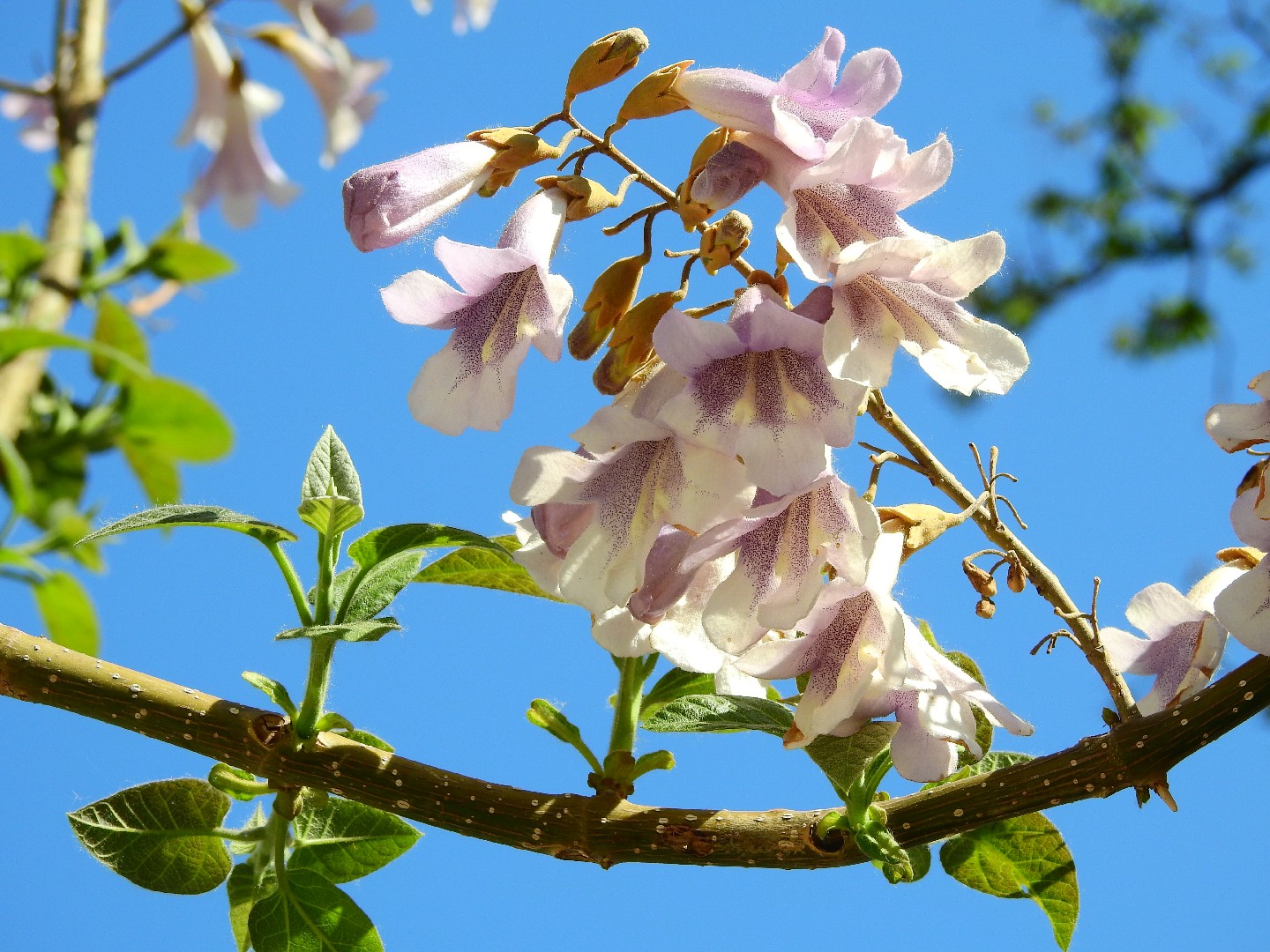 Paulownia elongata - PictureThis