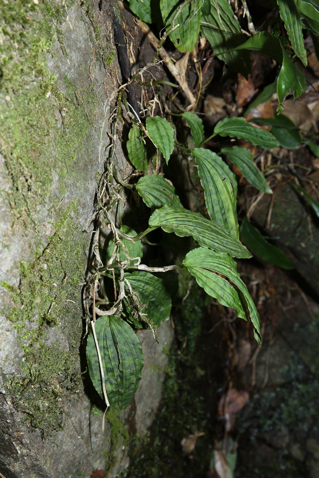Taiwan collabium (Collabium formosanum) Flower, Leaf, Care, Uses ...