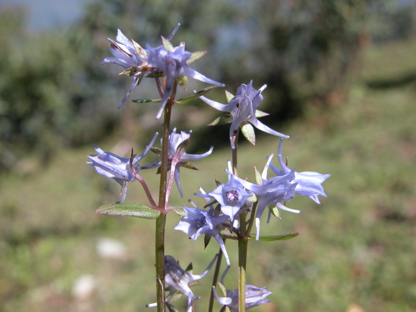 Halenia elliptica - PictureThis