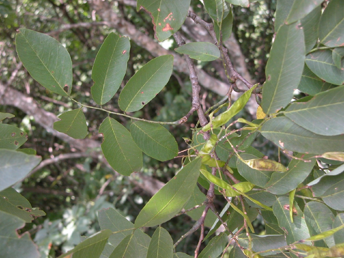 Cladrastis wilsonii - PictureThis