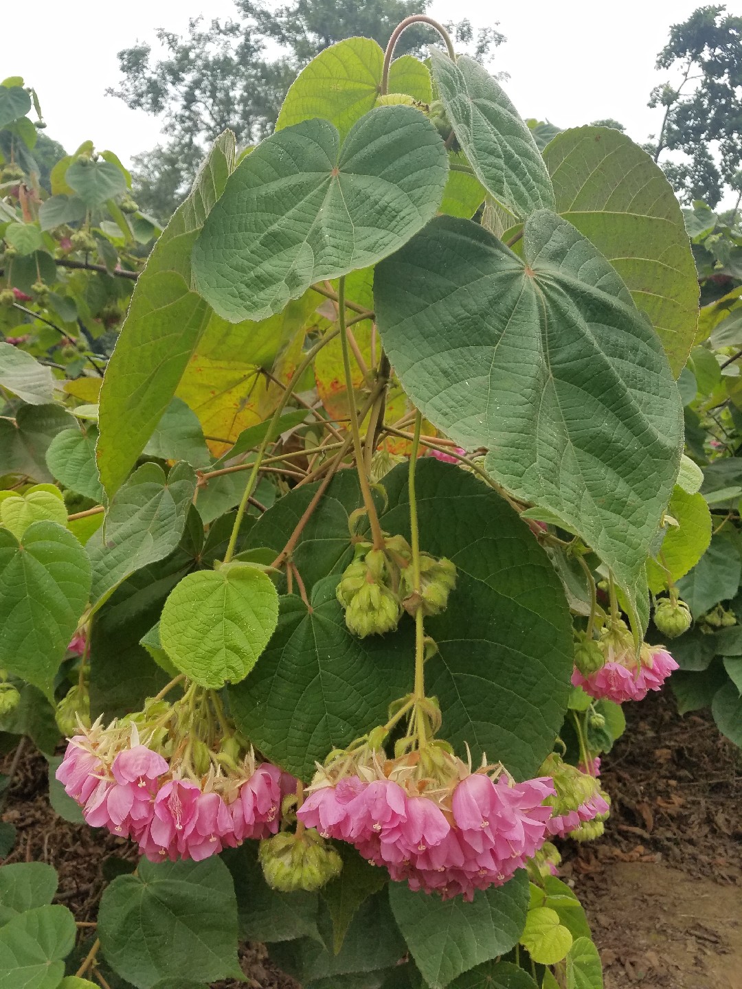 Bois bete (Dombeya acutangula) Flower, Leaf, Care, Uses - PictureThis