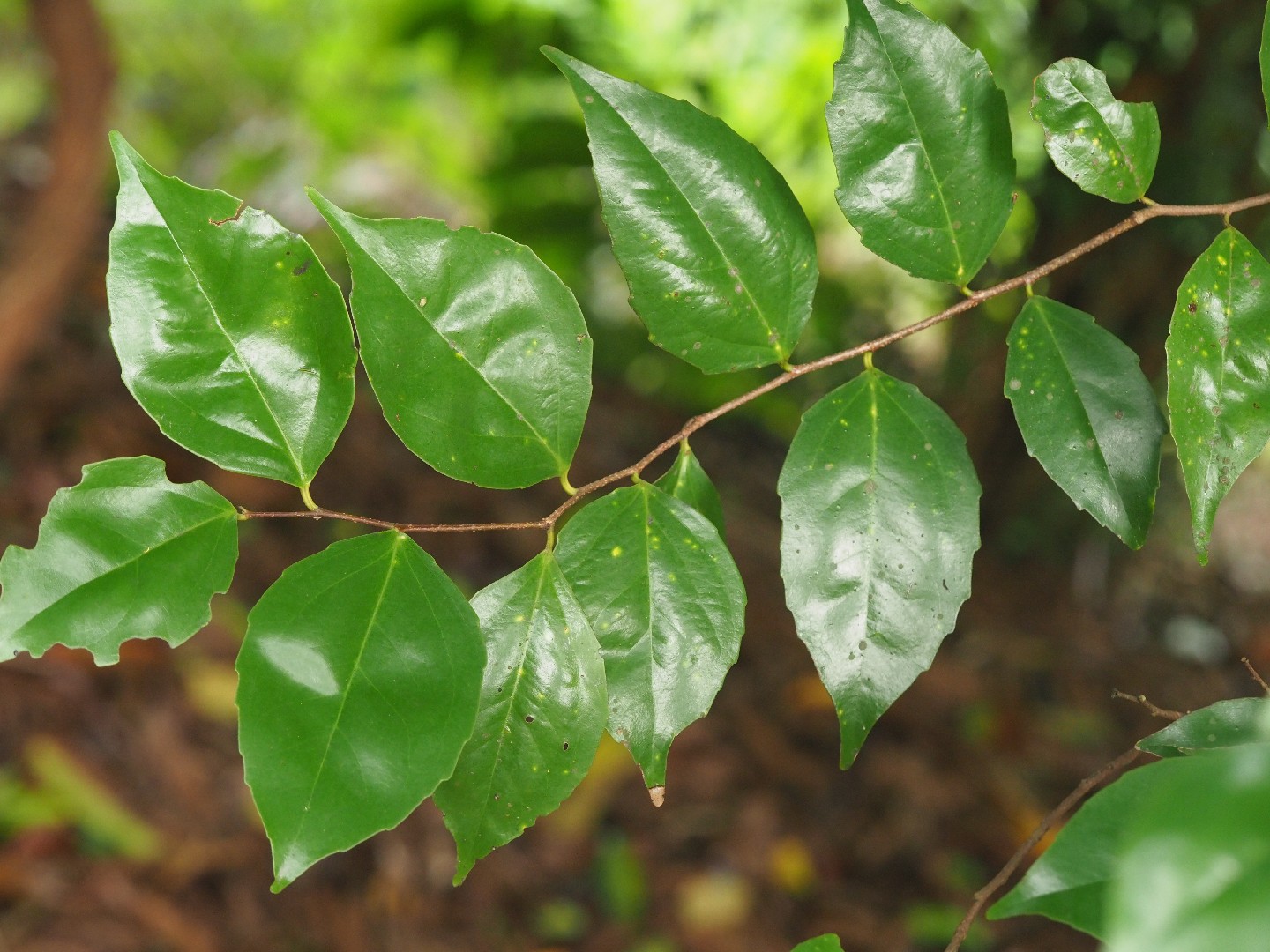 Scolopia saeva Flower, Leaf, Care, Uses - PictureThis