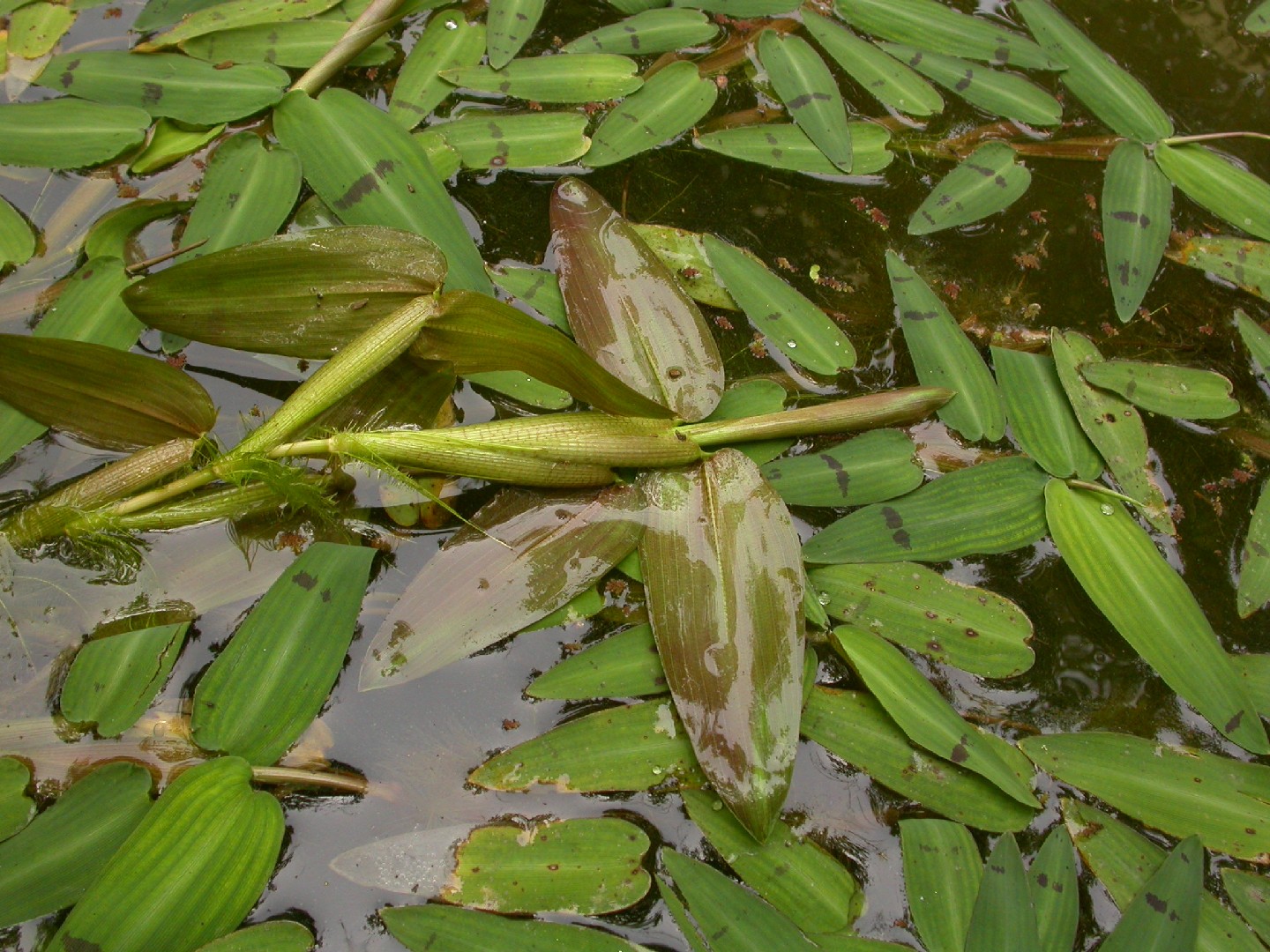 Asian watergrass (Hygroryza aristata) Flower, Leaf, Care, Uses ...