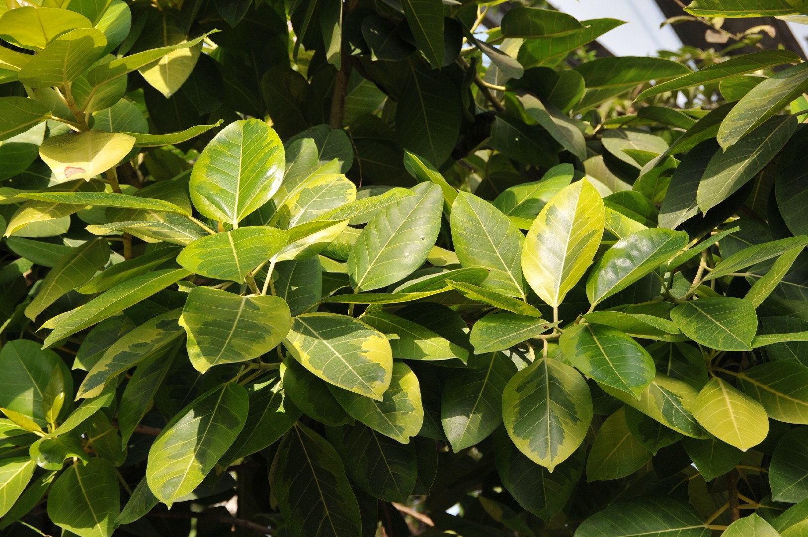 Rubber tree (Ficus elastica) Flower, Leaf, Care, Uses - PictureThis