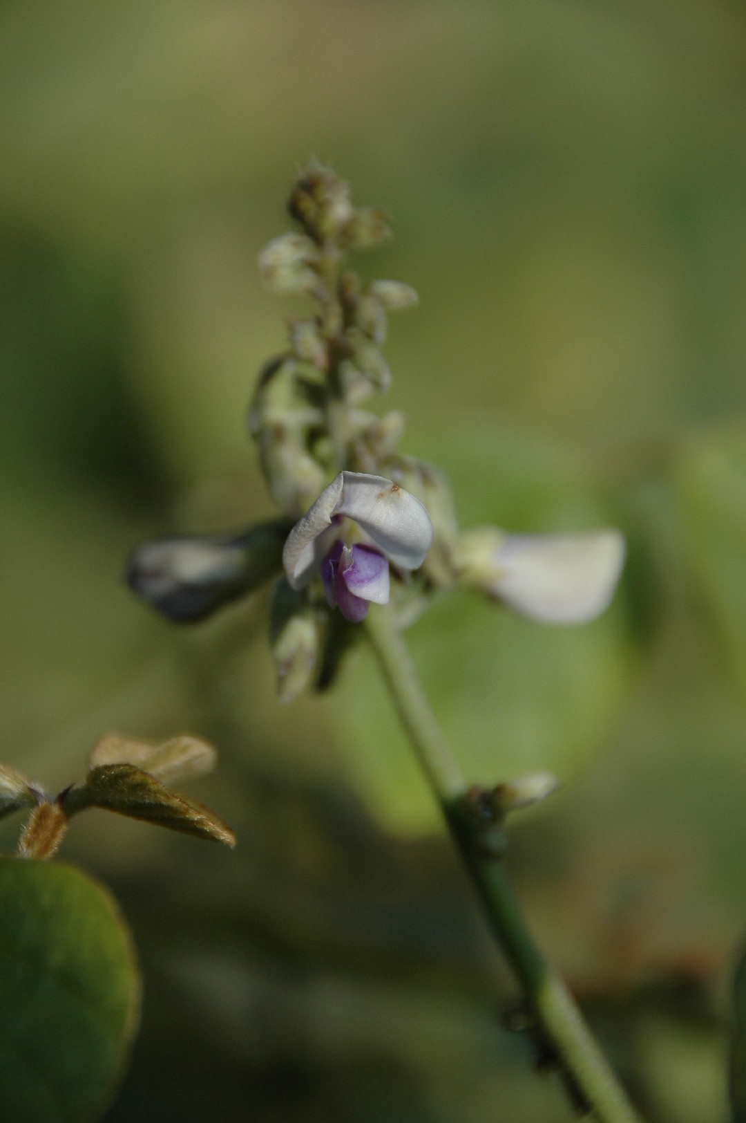 Kudzu tropical (Pueraria phaseoloides) - PictureThis