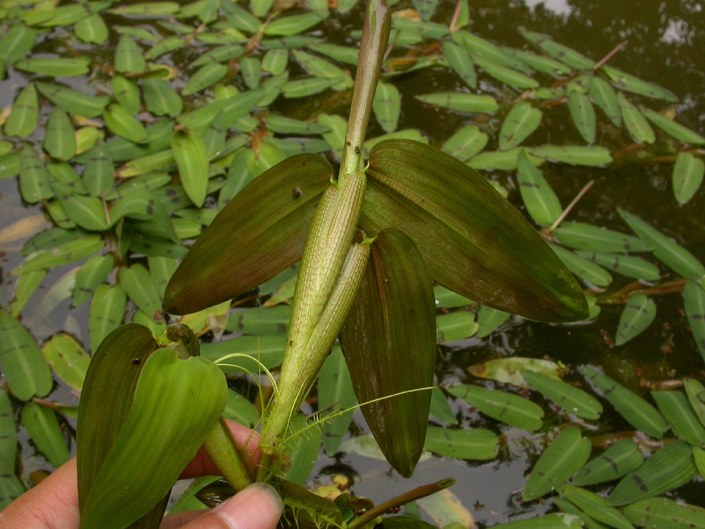 Asian watergrass (Hygroryza aristata) Flower, Leaf, Care, Uses ...