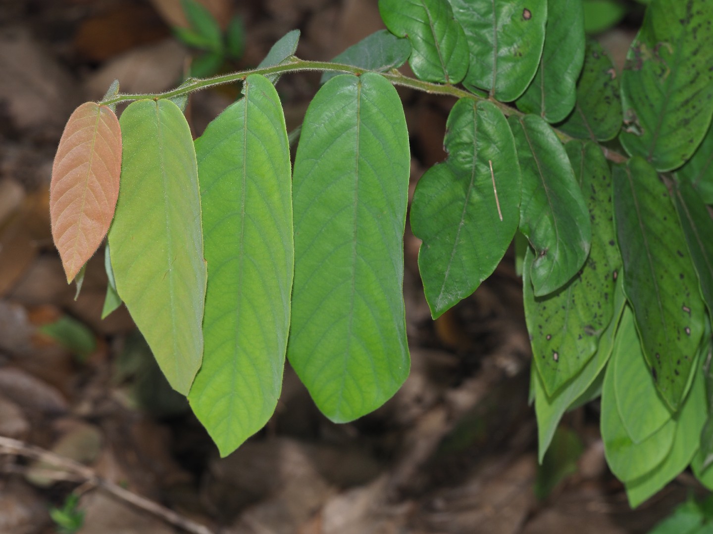 Dasymaschalon trichophorum Flower, Leaf, Care, Uses - PictureThis