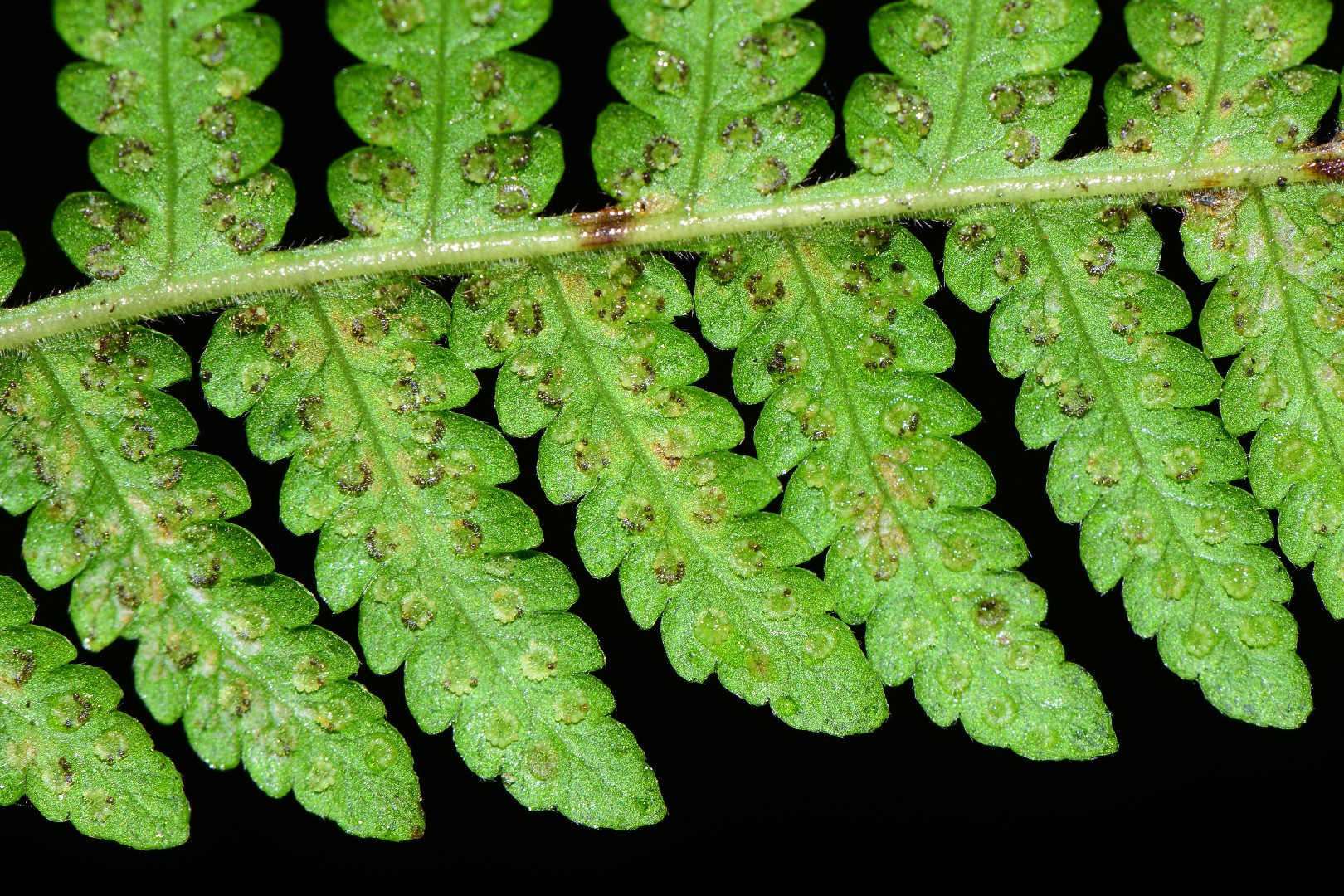 Marsh fern (Thelypteridaceae) Flower, Leaf, Care, Uses - PictureThis