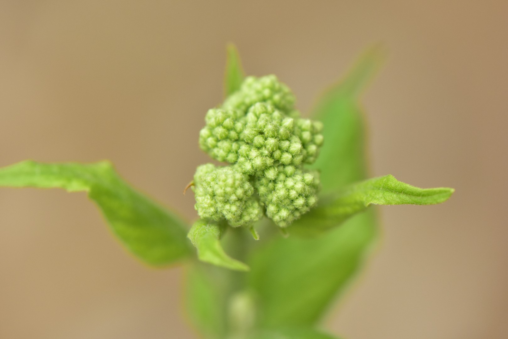 Microglossa pyrifolia - PictureThis