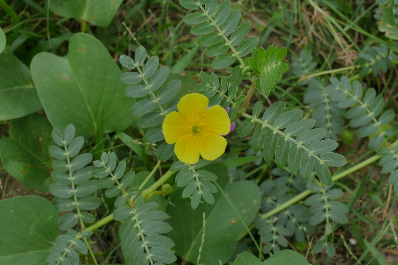 Tribulus cistoides - PictureThis