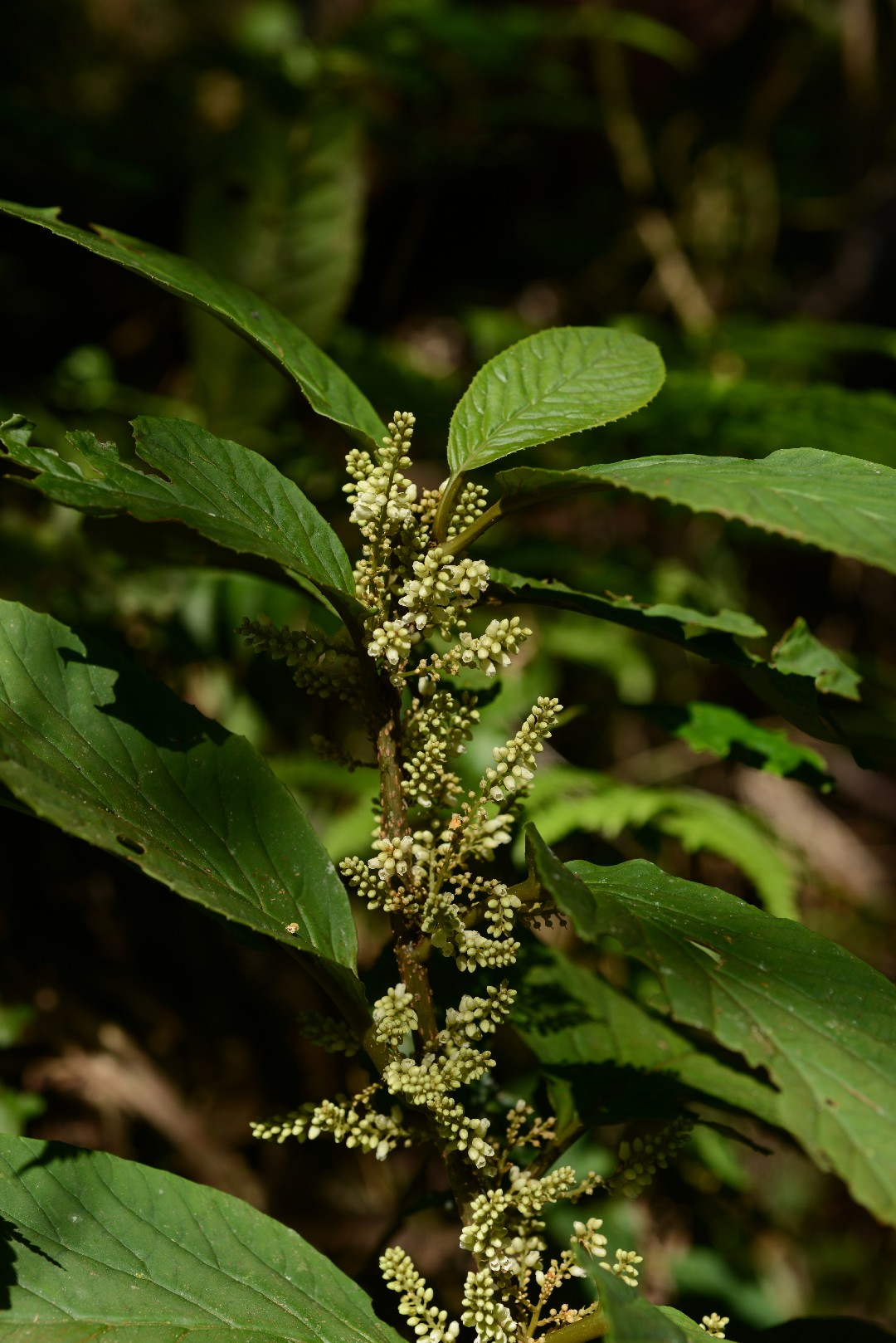 Maesa perlarius - PictureThis