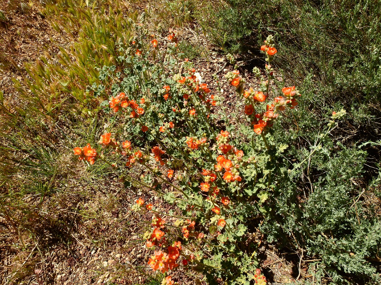 Sphaeralcea grossulariifolia - PictureThis
