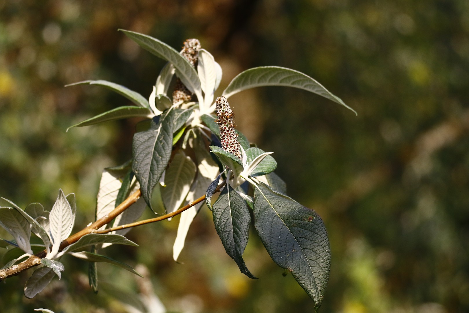 Leucosceptrum canum - PictureThis