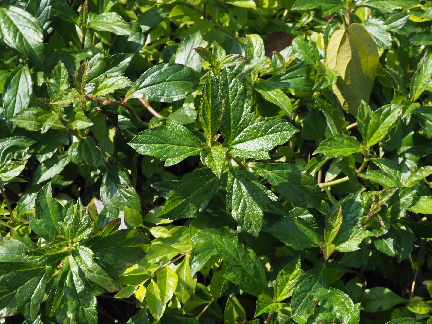 How to Plant and Grow Chinese wedelia(Sphagneticola calendulacea)