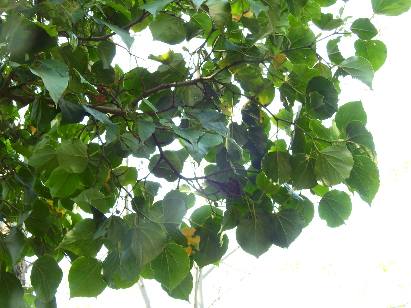 Exbucklandia populnea - PictureThis