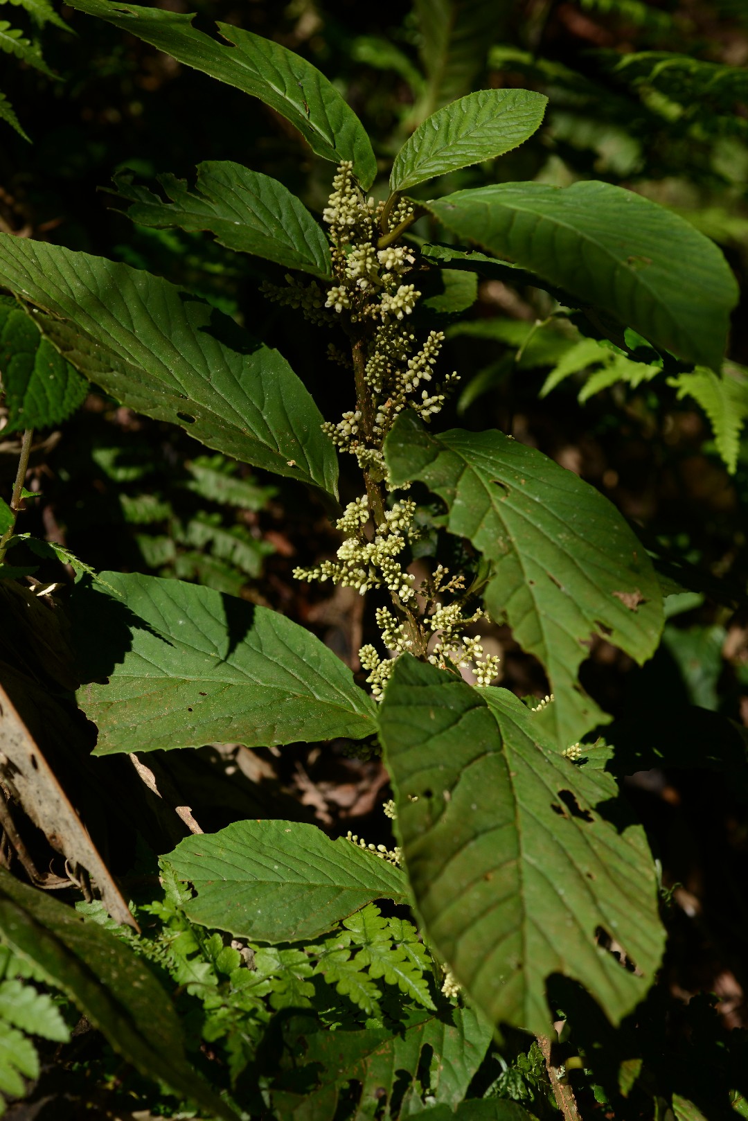 Treasure maesa (Maesa perlarius) Flower, Leaf, Care, Uses - PictureThis