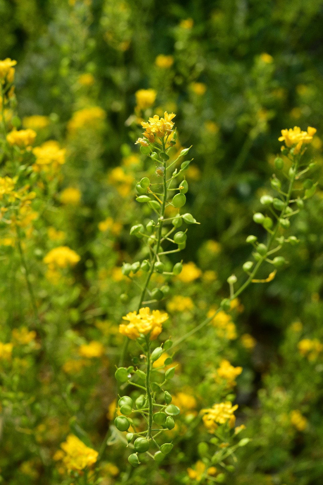 Desert madwort (Alyssum desertorum) Flower, Leaf, Care, Uses - PictureThis